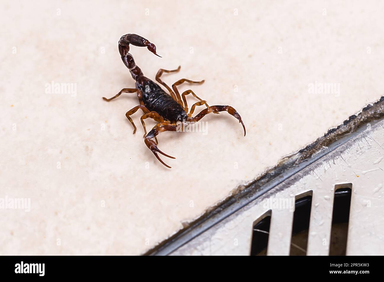 Scorpion inside the bathroom. Venomous animal near the bathroom drain ...