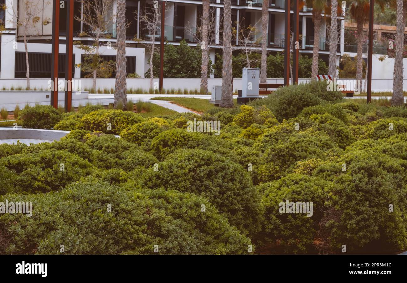 Greenery bushes in the city Stock Photo - Alamy