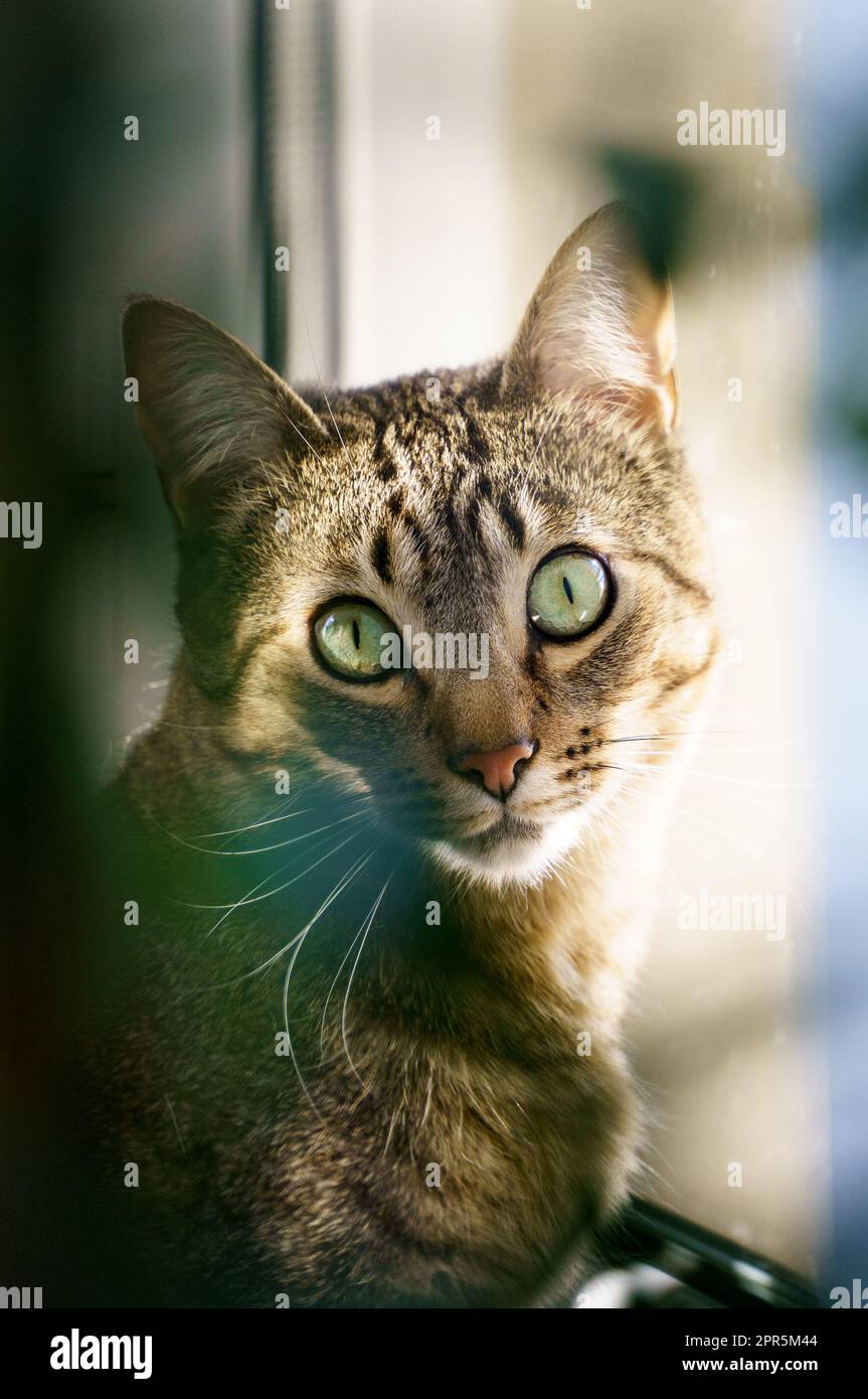 Beautiful cat staring at the camera Stock Photo - Alamy