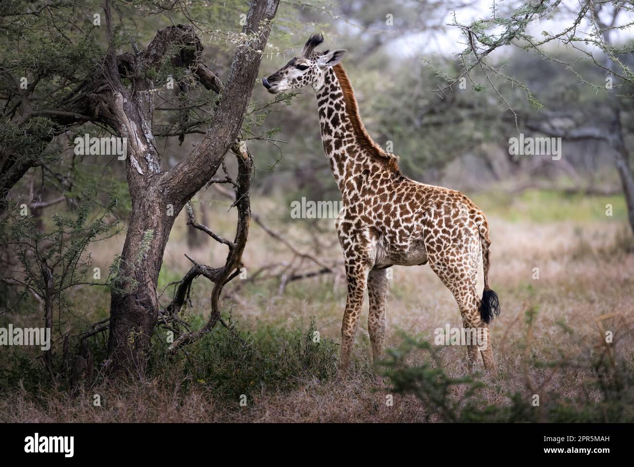 Wild majestic baby Maasai Giraffe eating leaves in the savannah in the ...