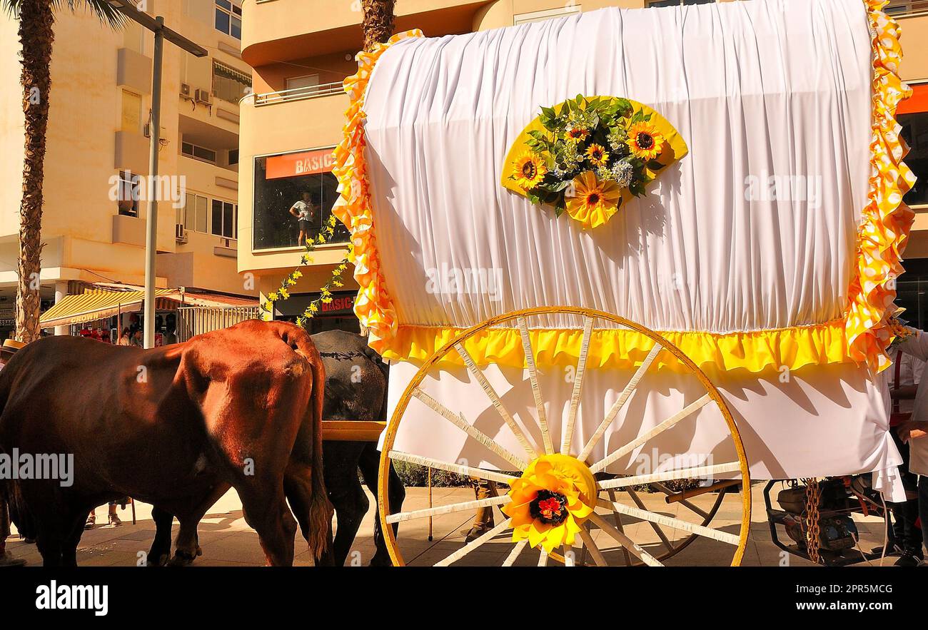 Traditional Spanish carts drawn by oxen on the pilgrimage of the San ...