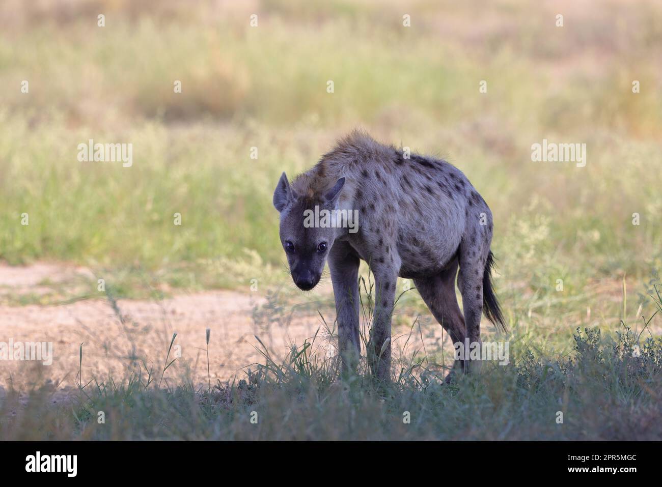 The spotted hyena (Crocuta crocuta), also known as the laughing hyena ...
