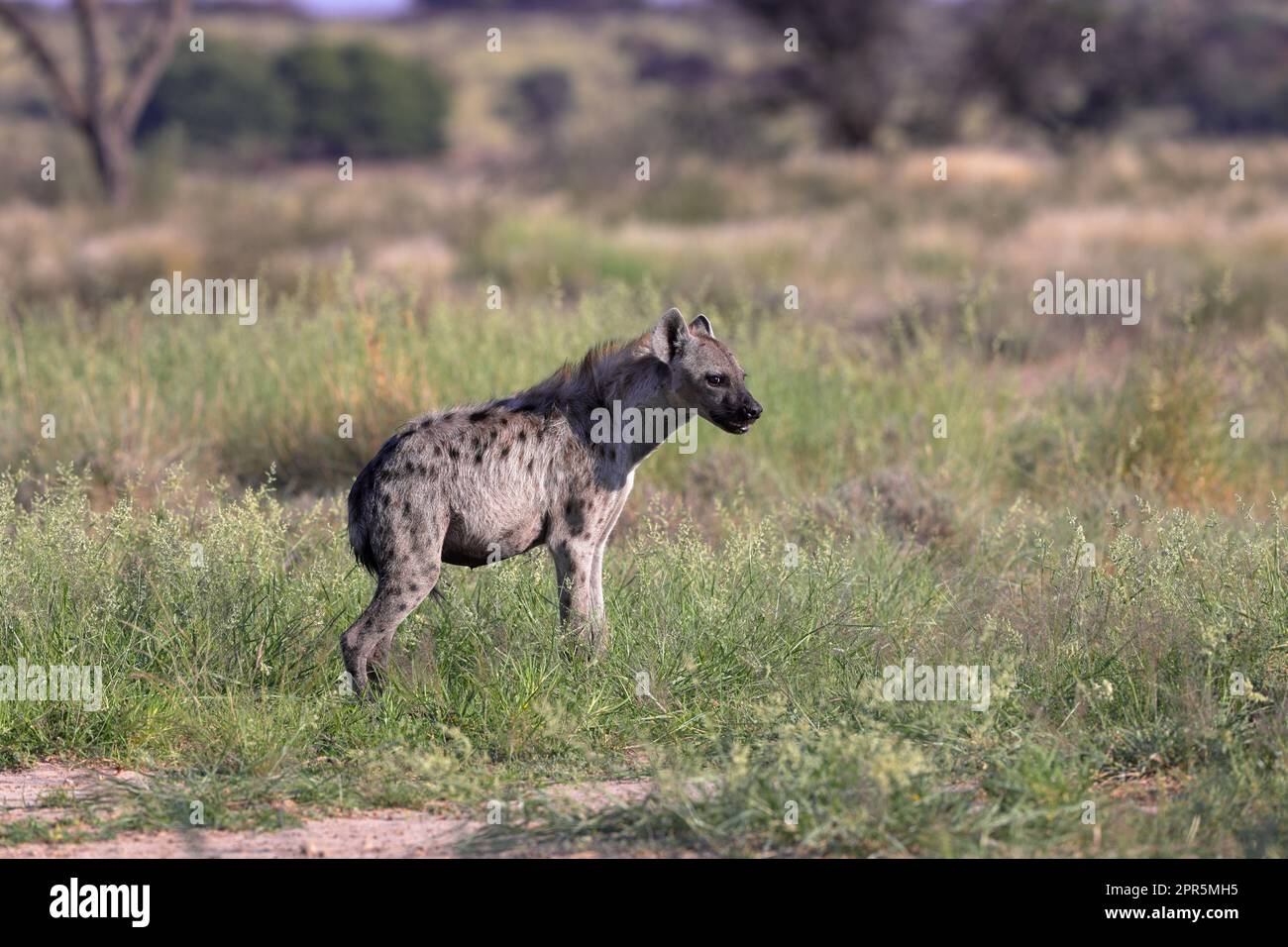 The spotted hyena (Crocuta crocuta), also known as the laughing hyena,is a hyena species Stock ...