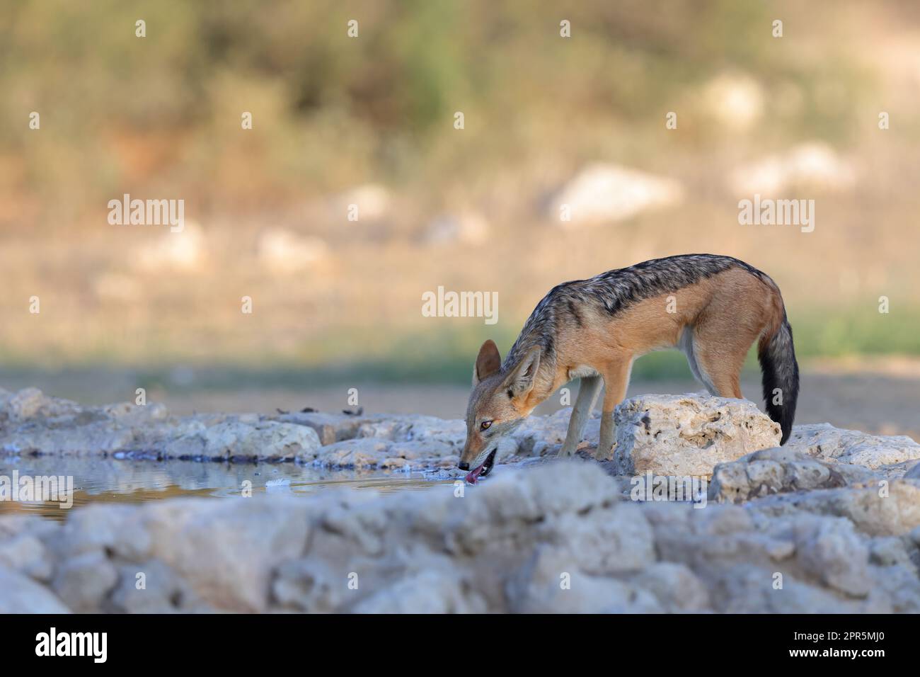 The black-backed jackal (Lupulella mesomelas), also called the silver ...