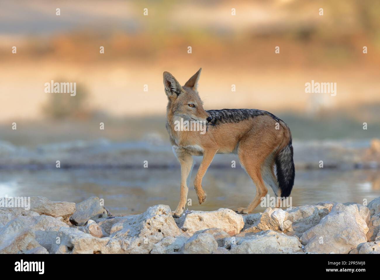The black-backed jackal (Lupulella mesomelas), also called the silver ...