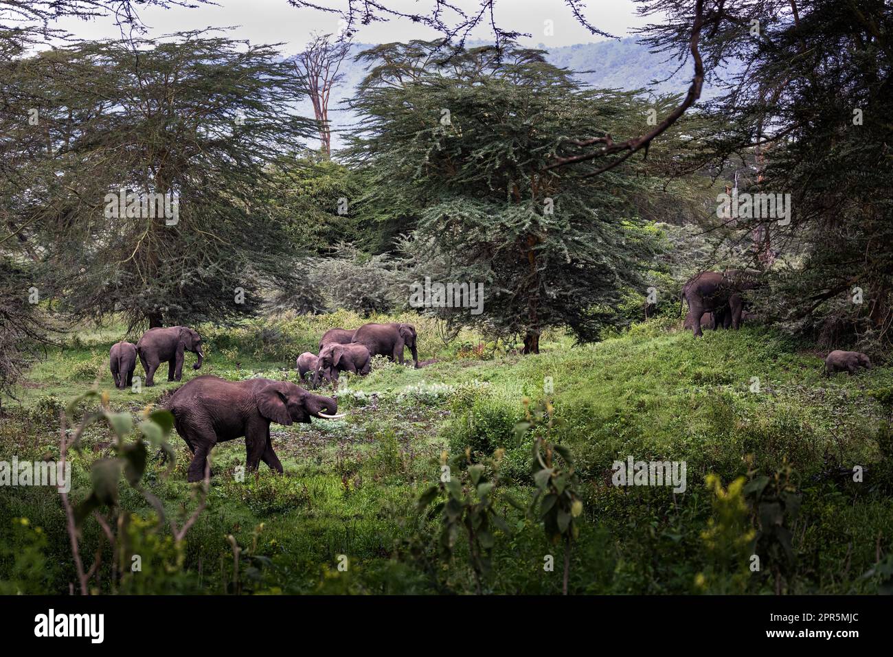 A herd of wild big grey african elephant in the bush in the Ngorongoro ...