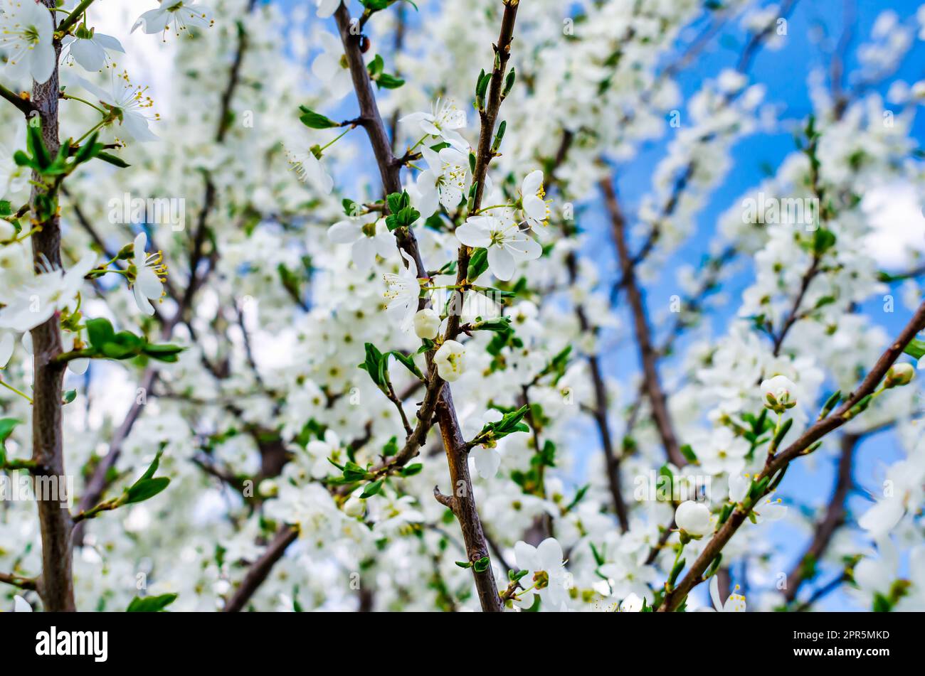 White cherry blossoms on spring trees. Spring flowering of trees Stock ...