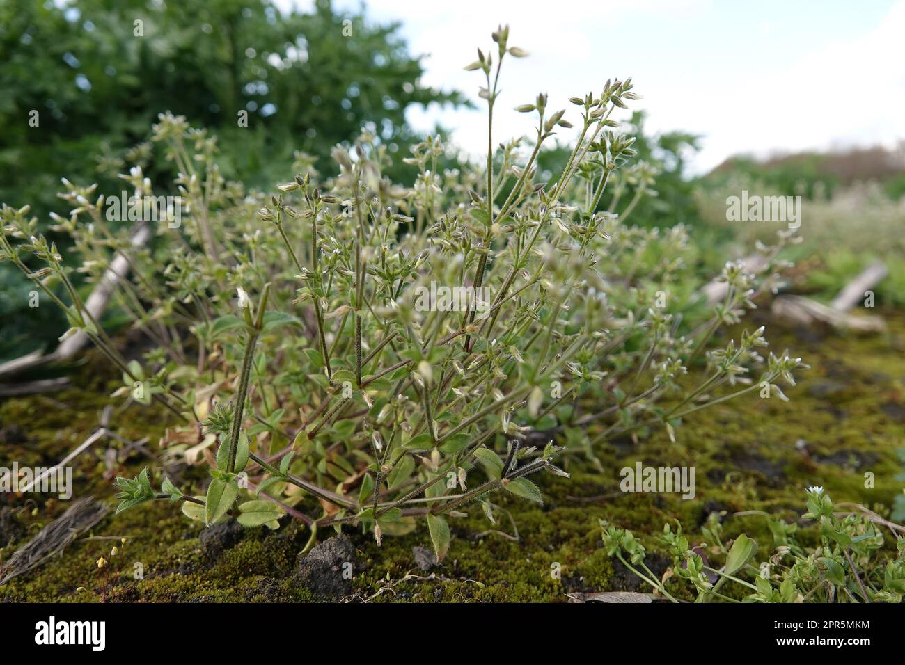 Natural closeup on a single clammy chickweed., or sticky mouse-ear ...