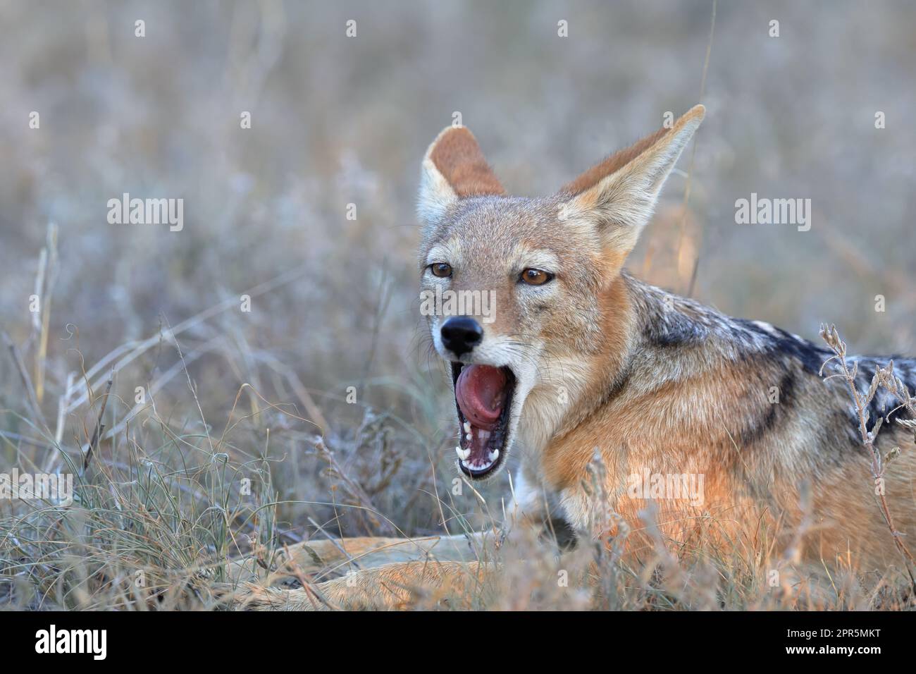 The black-backed jackal (Lupulella mesomelas), also called the silver ...