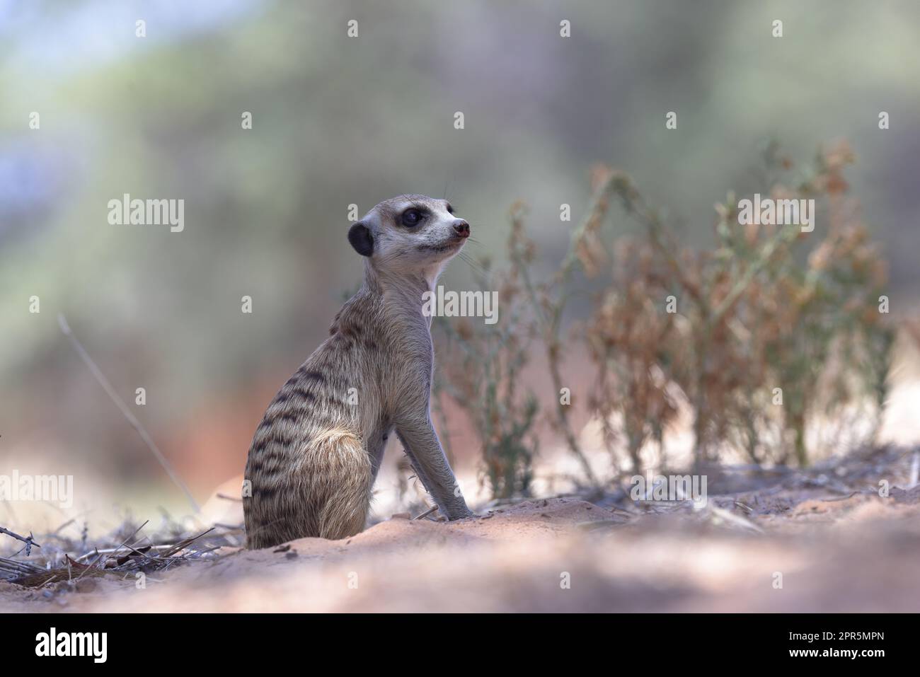 Mongoose gang hi-res stock photography and images - Alamy