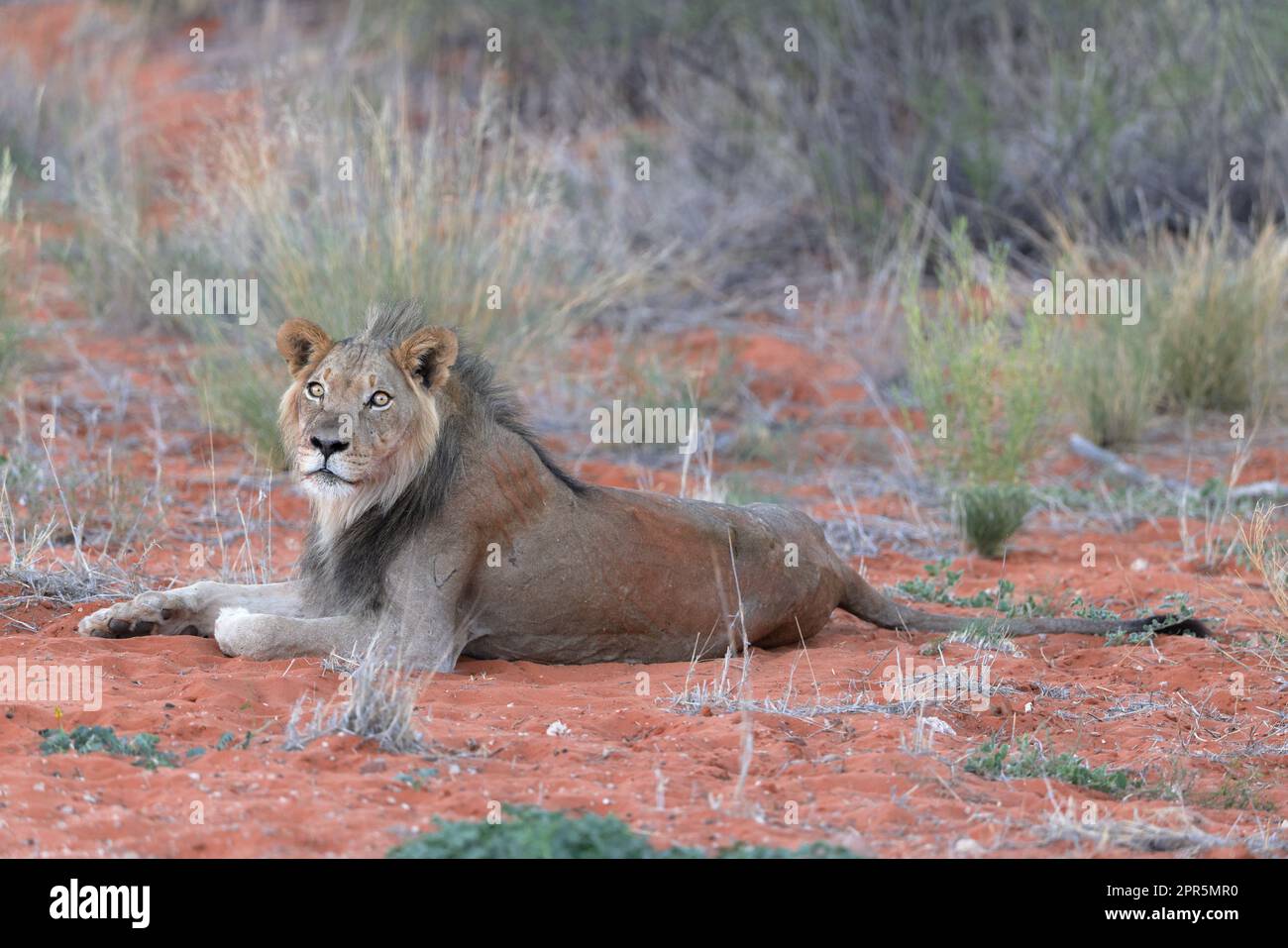 A sub-adult African lion on the red Kalahari sands Stock Photo - Alamy
