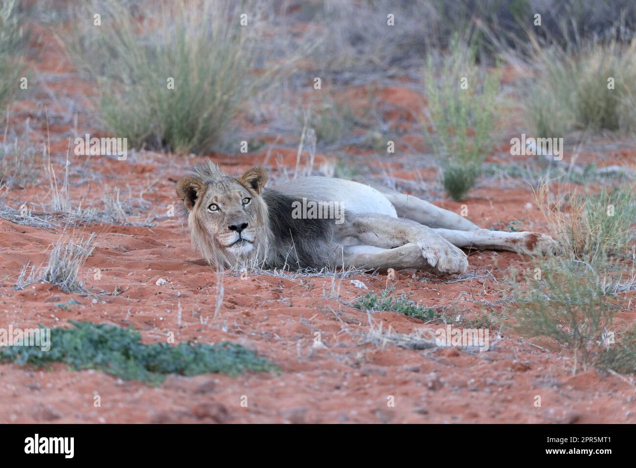 A sub-adult African lion on the red Kalahari sands Stock Photo - Alamy