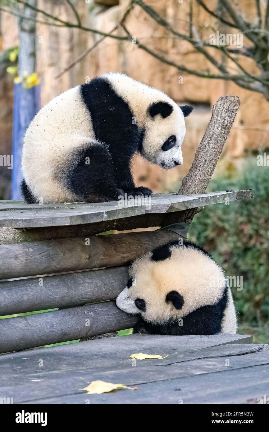 Pandas Sitting Together Cute