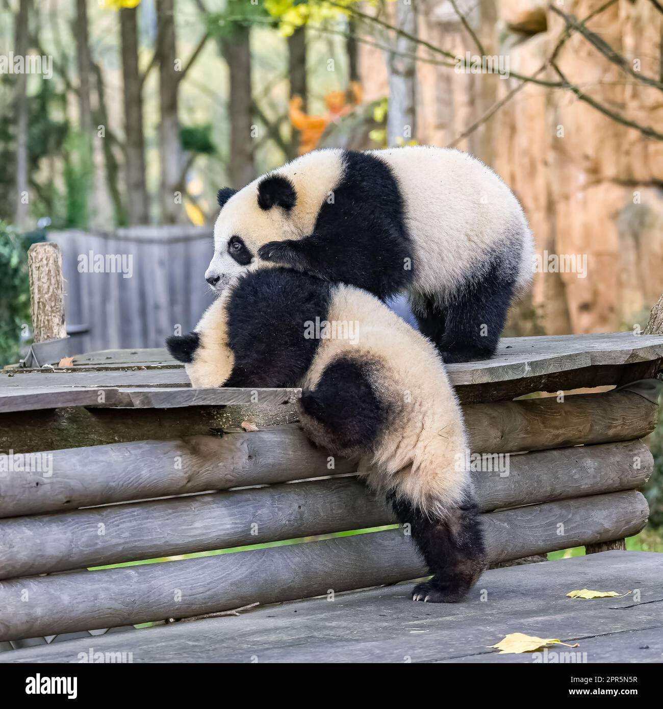 Giant pandas, bear pandas, two babies playing together outdoors Stock ...