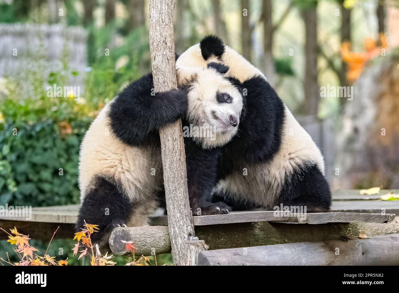 Giant pandas, bear pandas, two babies playing together outdoors Stock ...