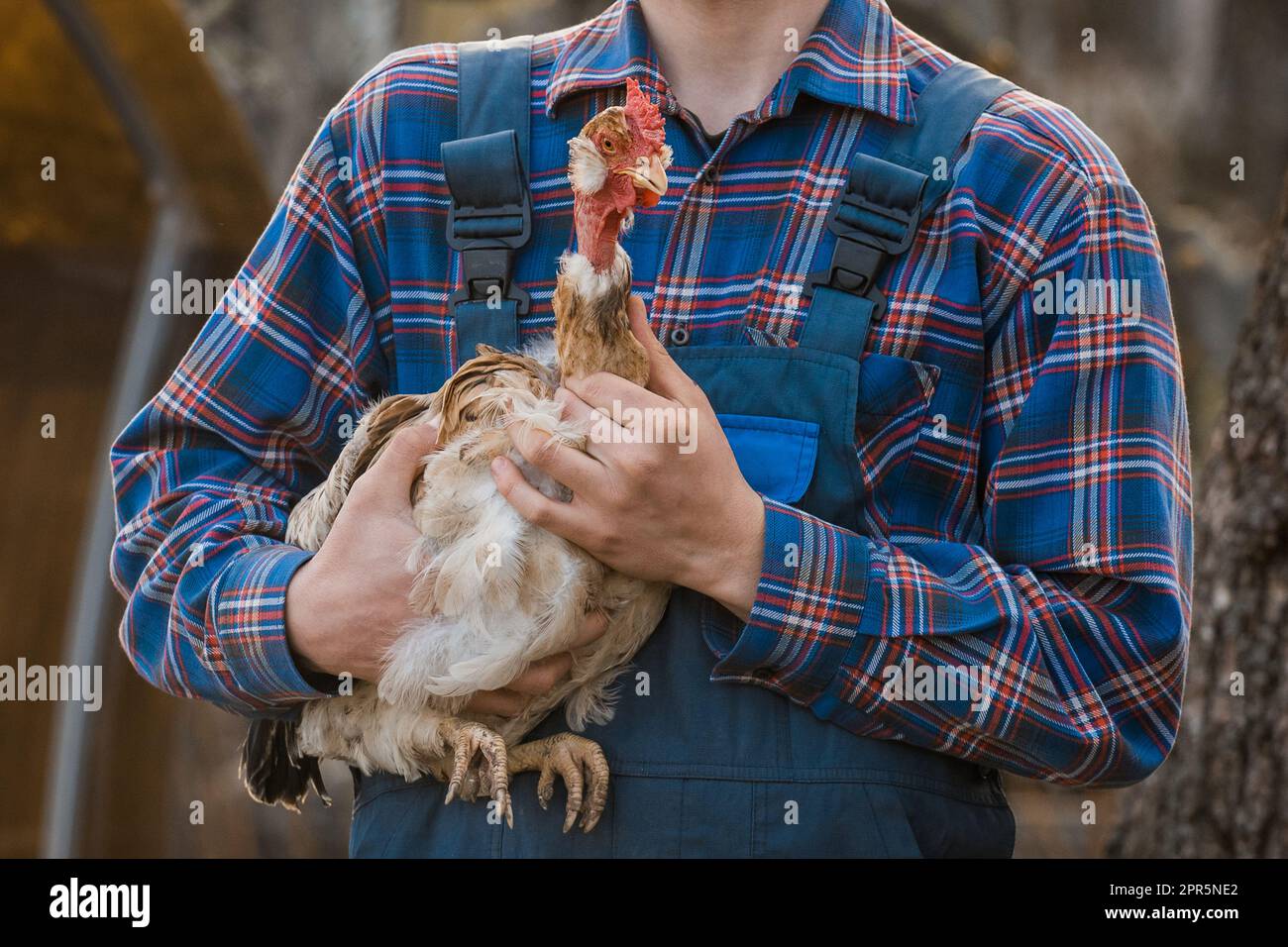 Farmer male rural poultry farming with shirt and overalls with a white ...