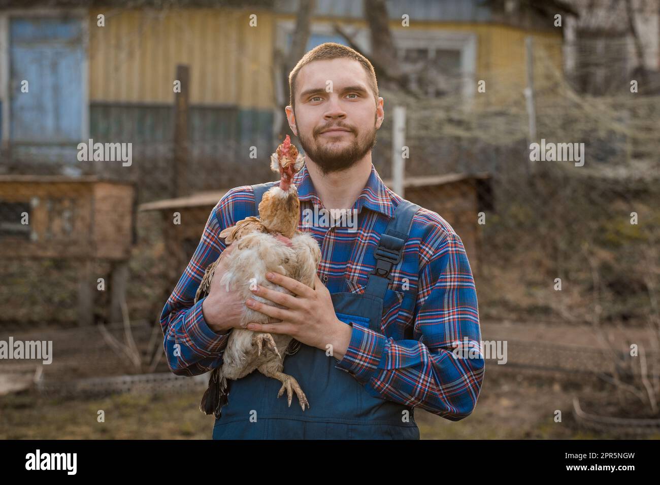Handsome chicken hi-res stock photography and images - Alamy