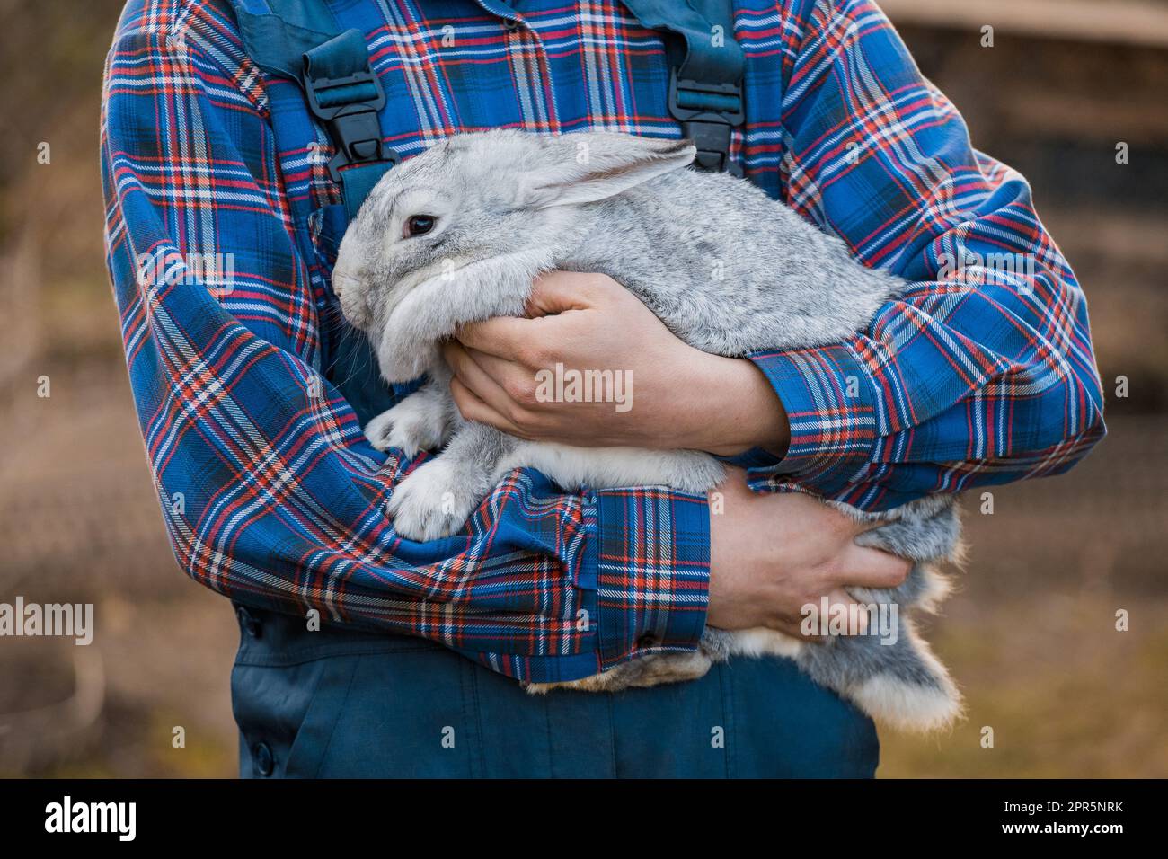 Bunny ranch hi-res stock photography and images - Alamy