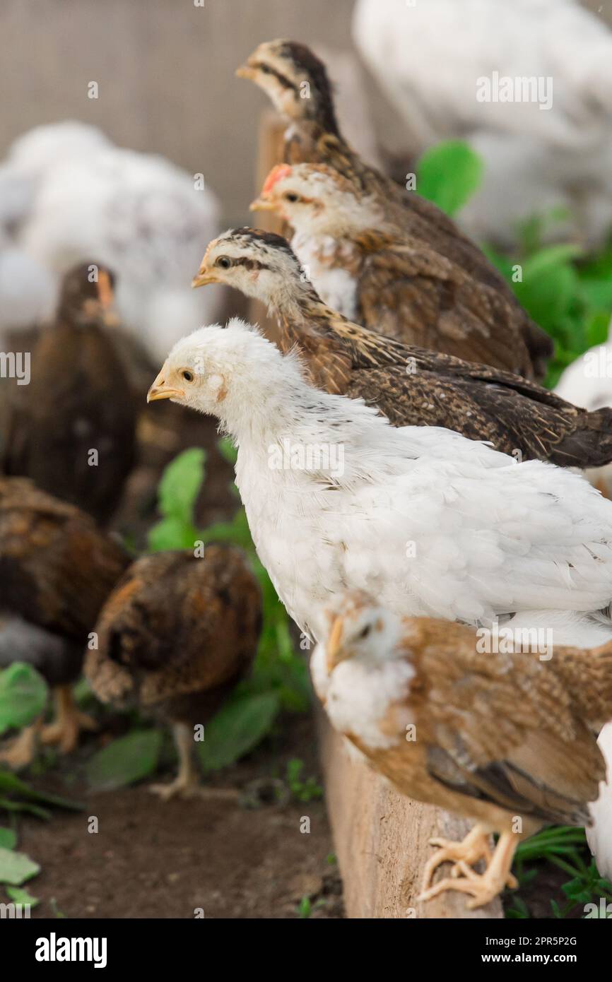 Group white and dark brama Colombian chickens against the background of ...