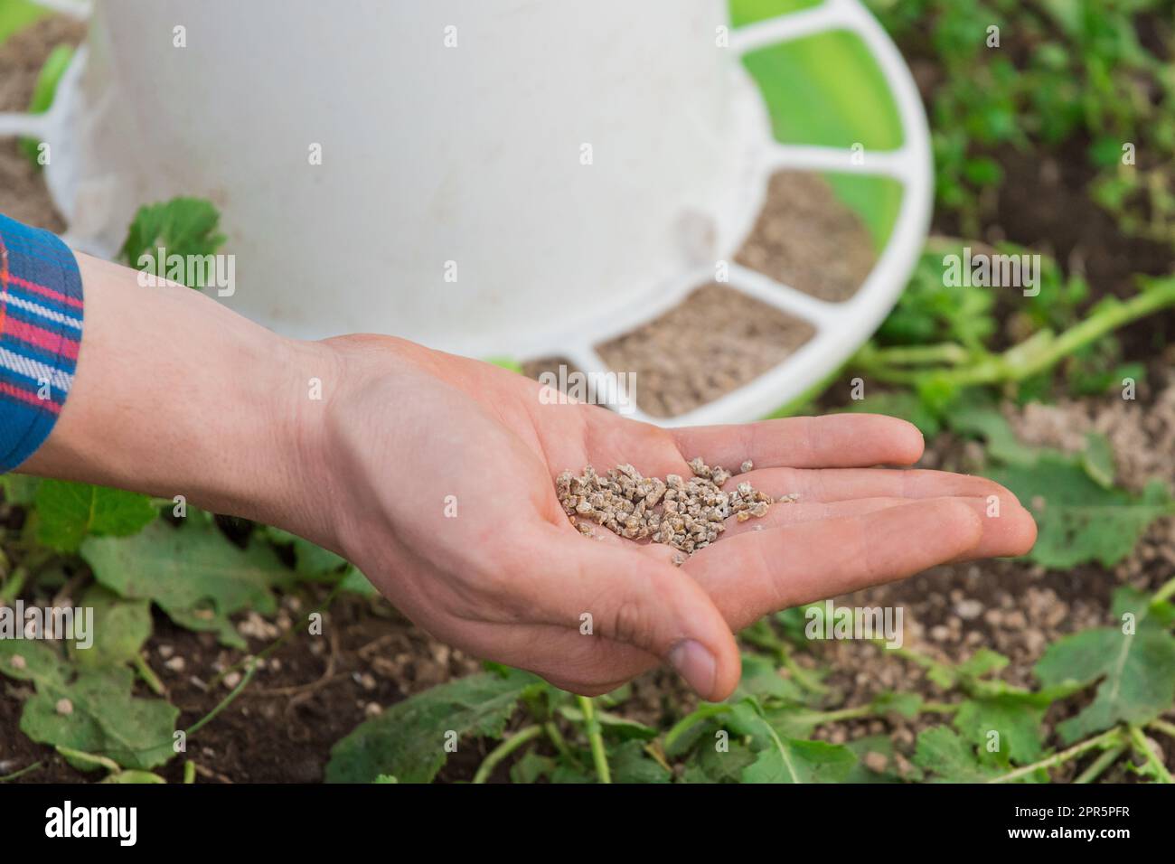 Farmer's hand close-up with feed next to chicken feeder poultry farming ...