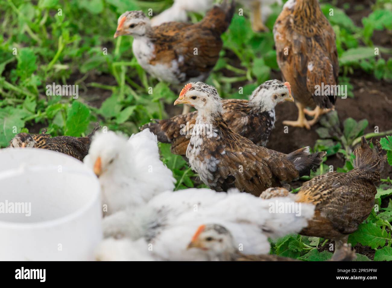 Group white and brown brama Colombian chickens, close-up, poultry ...