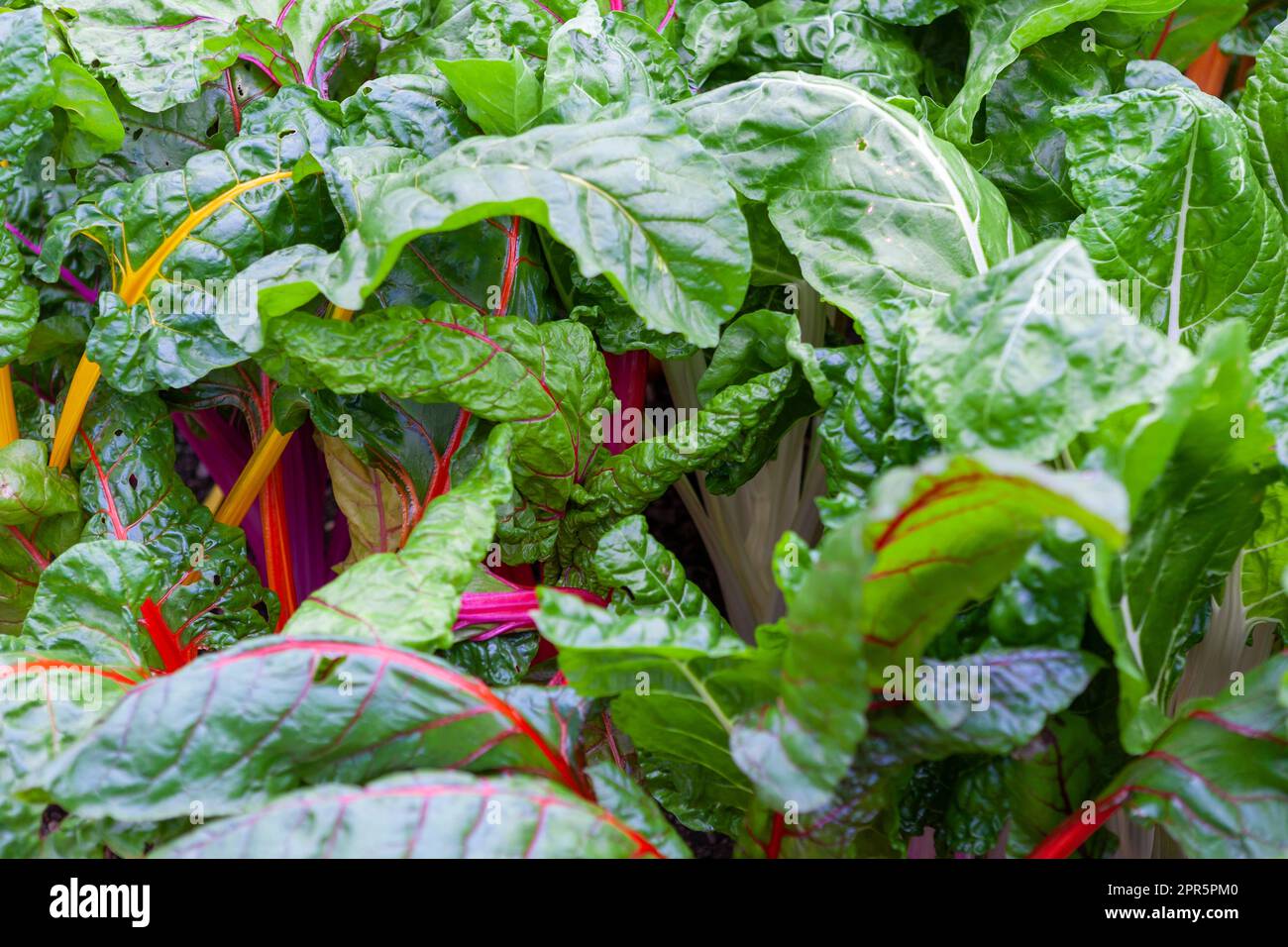 Rainbow Chard (Beta vulgaris) growing in the Allotment area in RHS ...