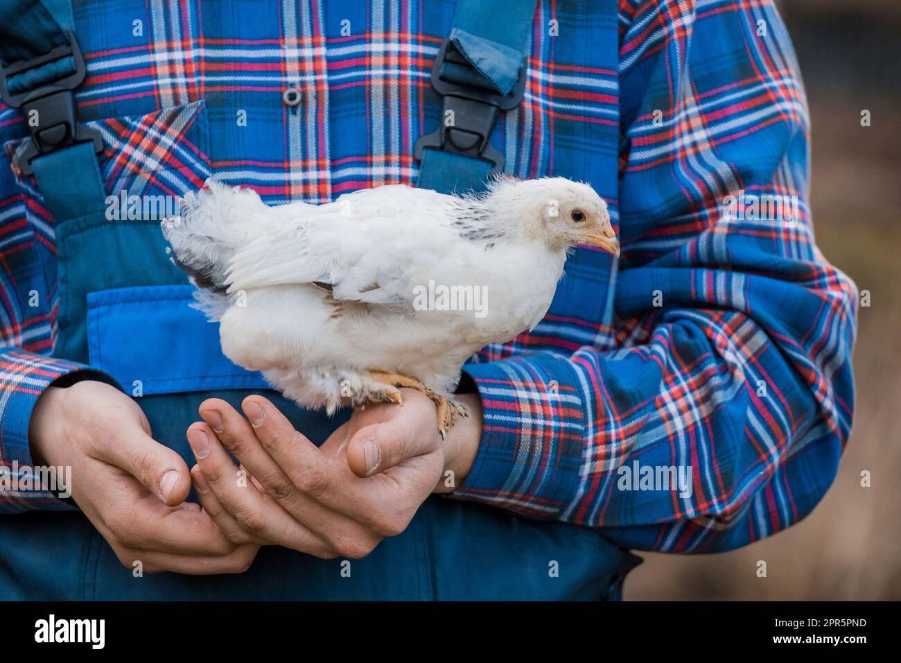 A man farmer in a shirt and overalls, holds a dwarf white chicken close ...