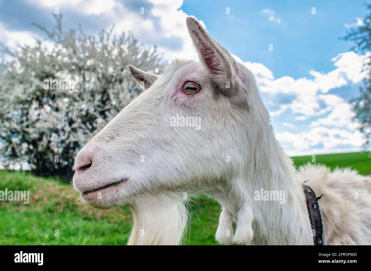 Goat head close up hi-res stock photography and images - Alamy