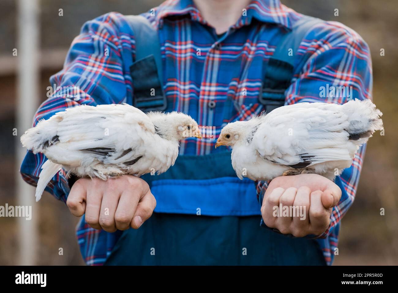 A man farmer in a shirt and overalls, holds a two dwarf white chickens ...