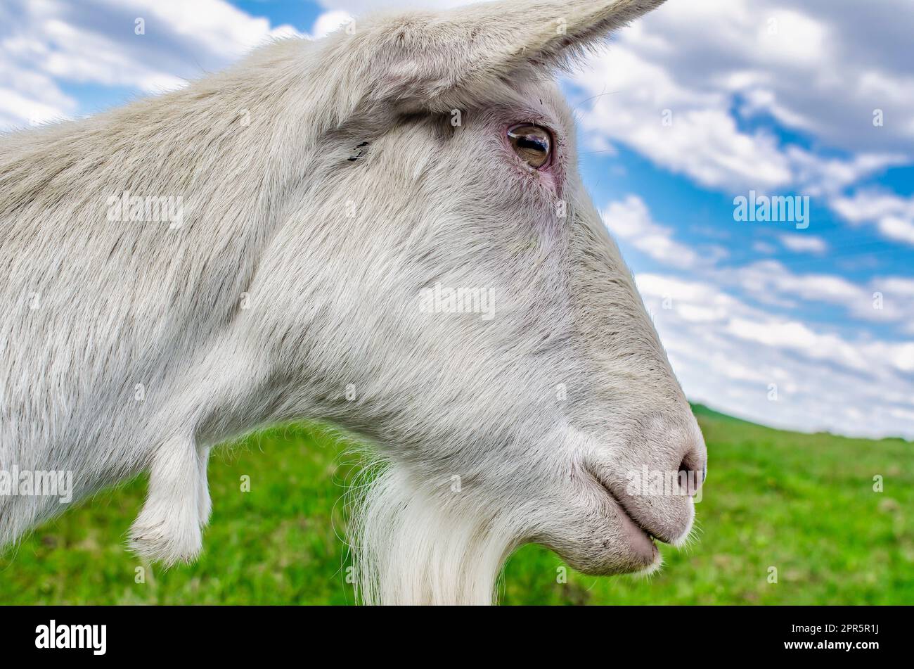 Goat head close up hi-res stock photography and images - Alamy