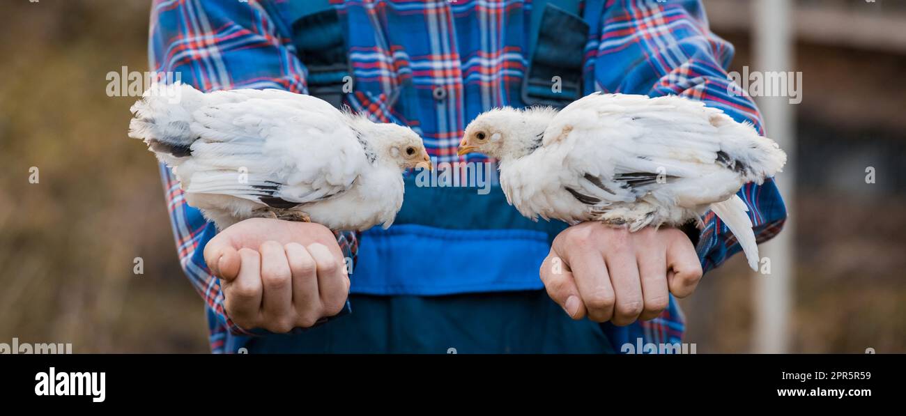 A man farmer in a shirt and overalls, holds a two dwarf white chickens ...