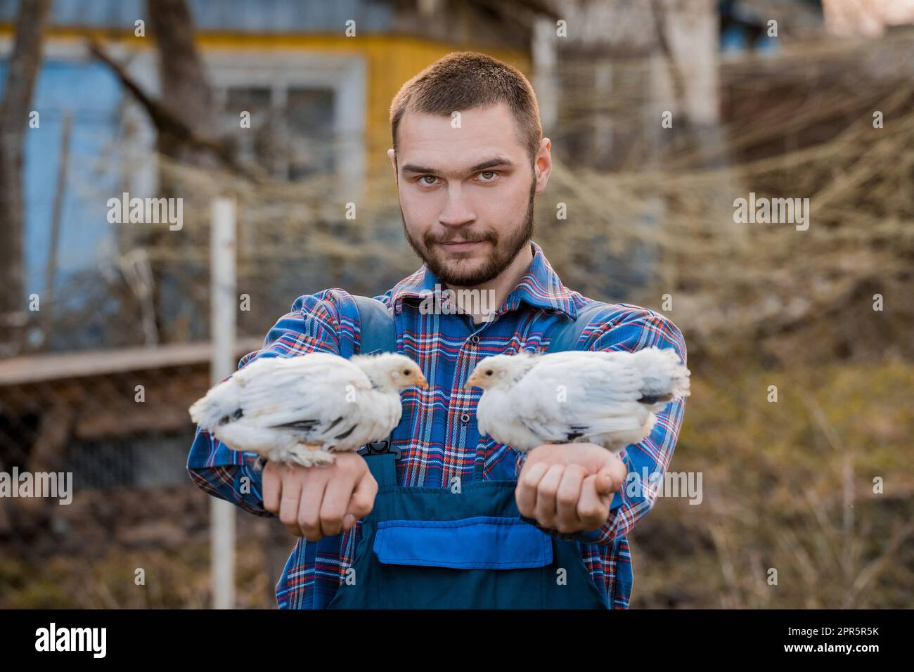 Poultry agriculture hi-res stock photography and images - Alamy
