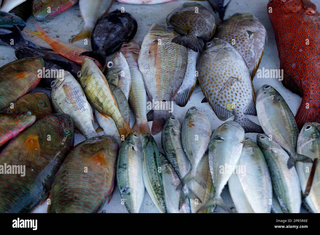 fresh fish from a fisherman village on the philippine islands Stock ...