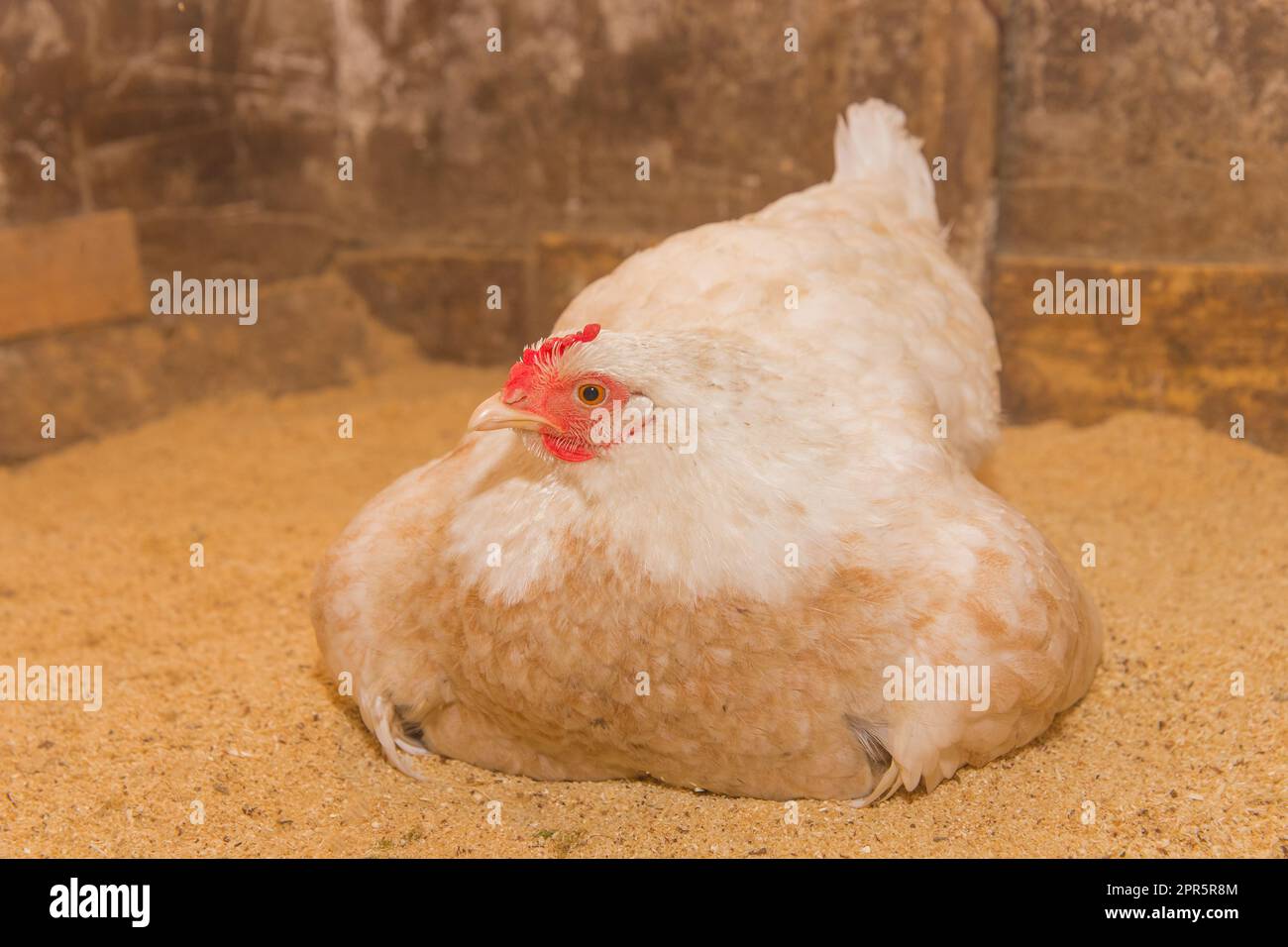 White village hen laying eggs or warming chickens in a barn, poultry ...