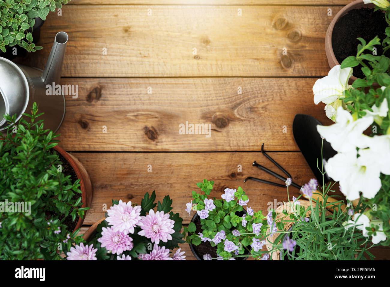 Gardening, landscaping tools, flowers and herbs in pots on brown wood ...