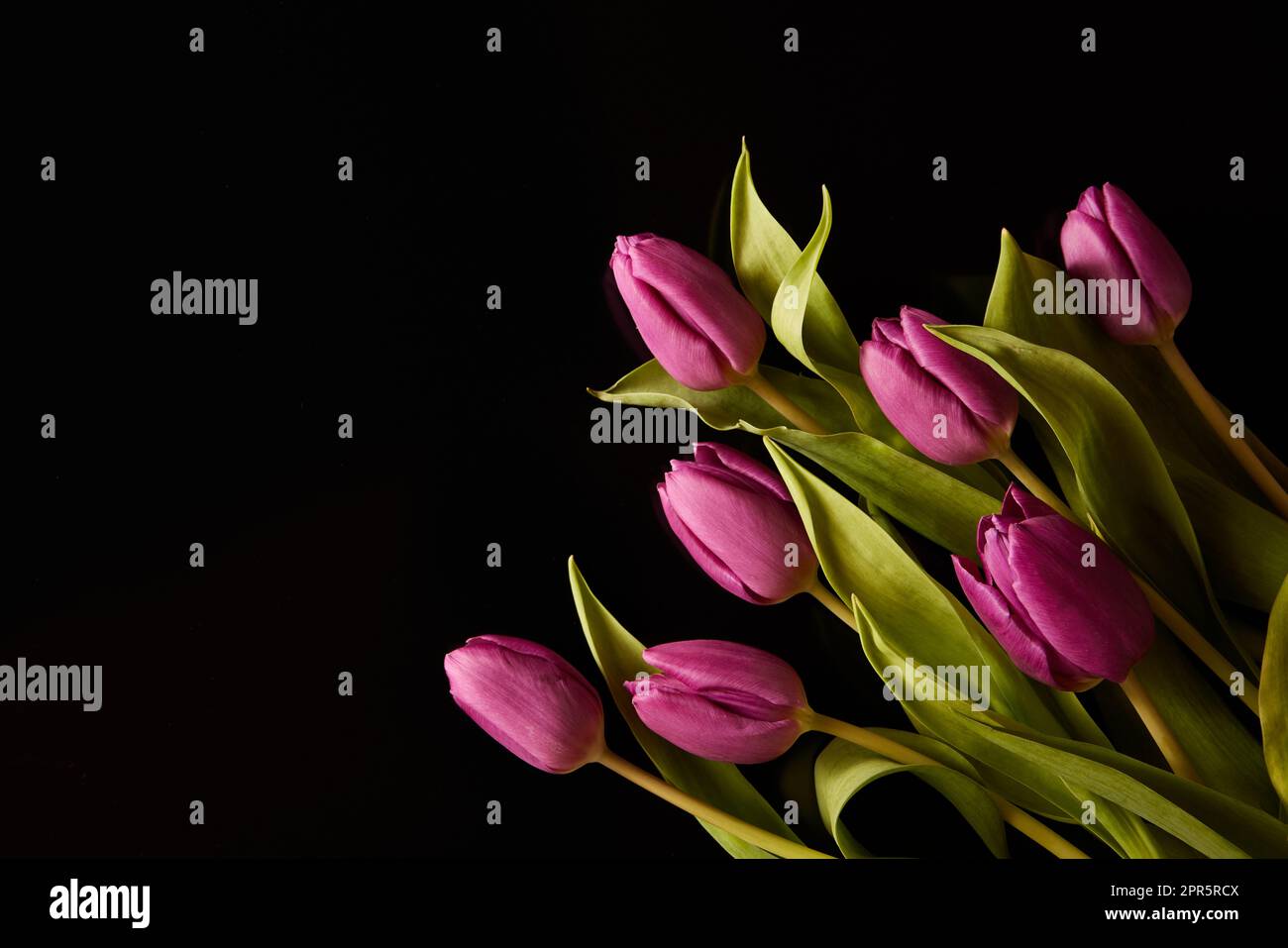 Bunch of purple fresh tulips Stock Photo - Alamy