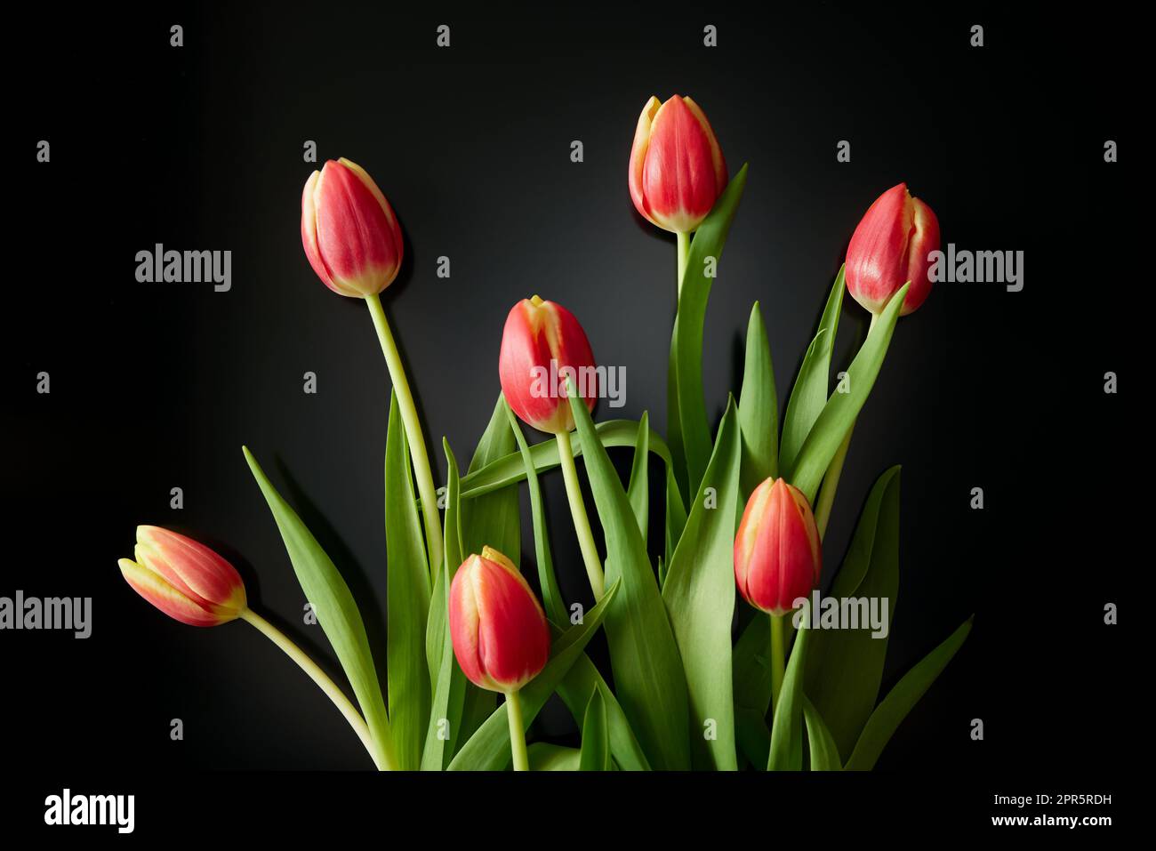 Red light petals hi-res stock photography and images - Alamy