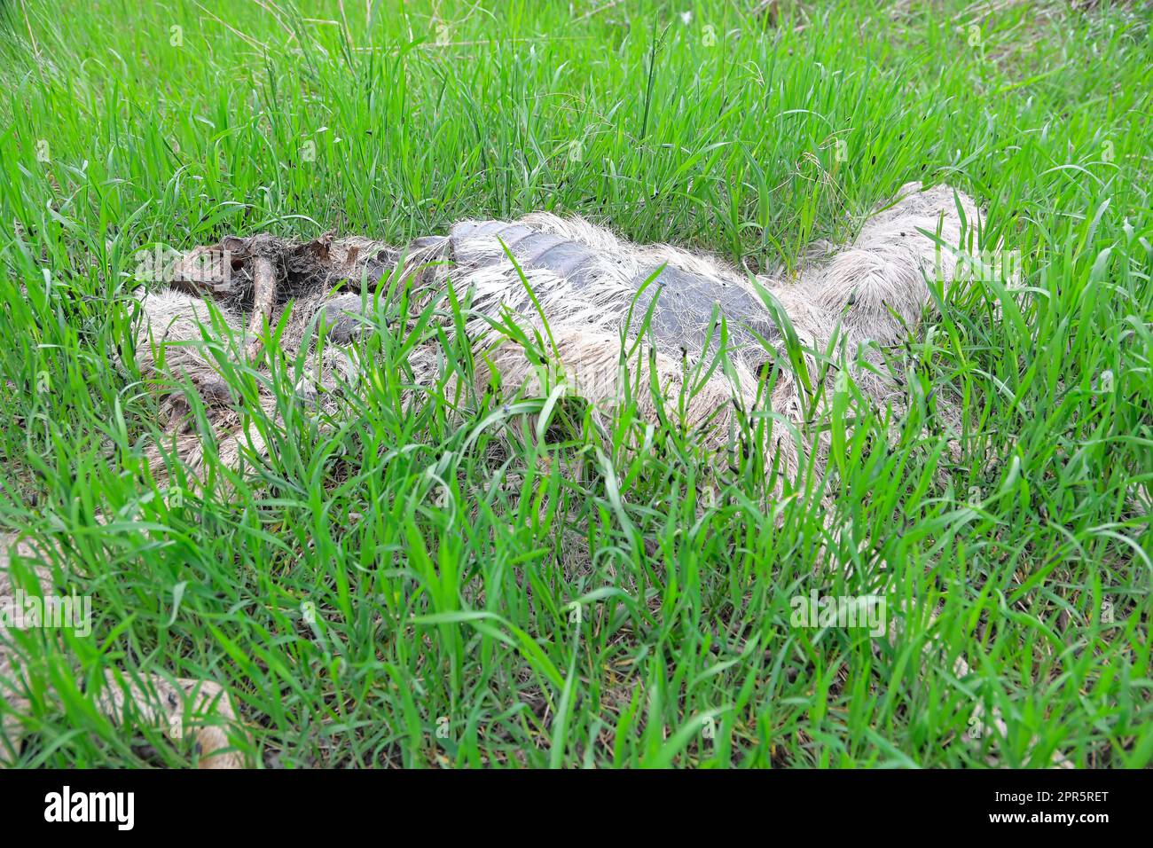 The remains of a dead deer. The remains of a dead fawn Stock Photo - Alamy