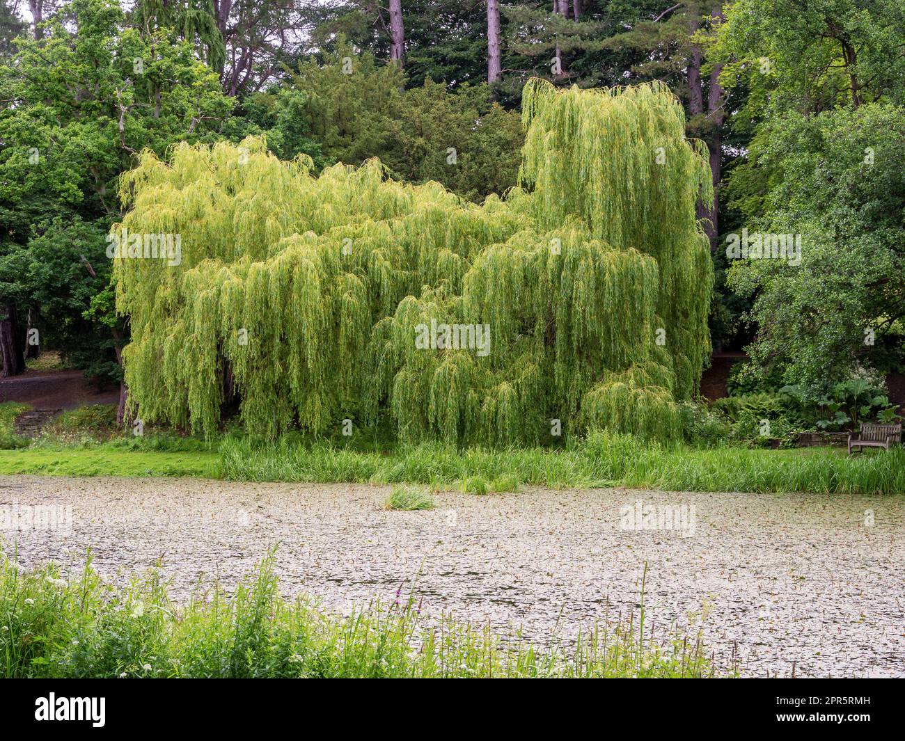 Weeping willow tree, Salix babylonica, seen across a pond Stock Photo - Alamy