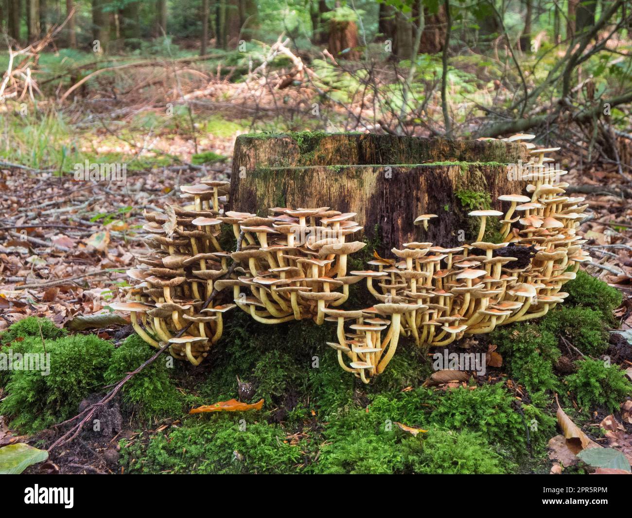Tree stump overgrown with fungus Stock Photo - Alamy