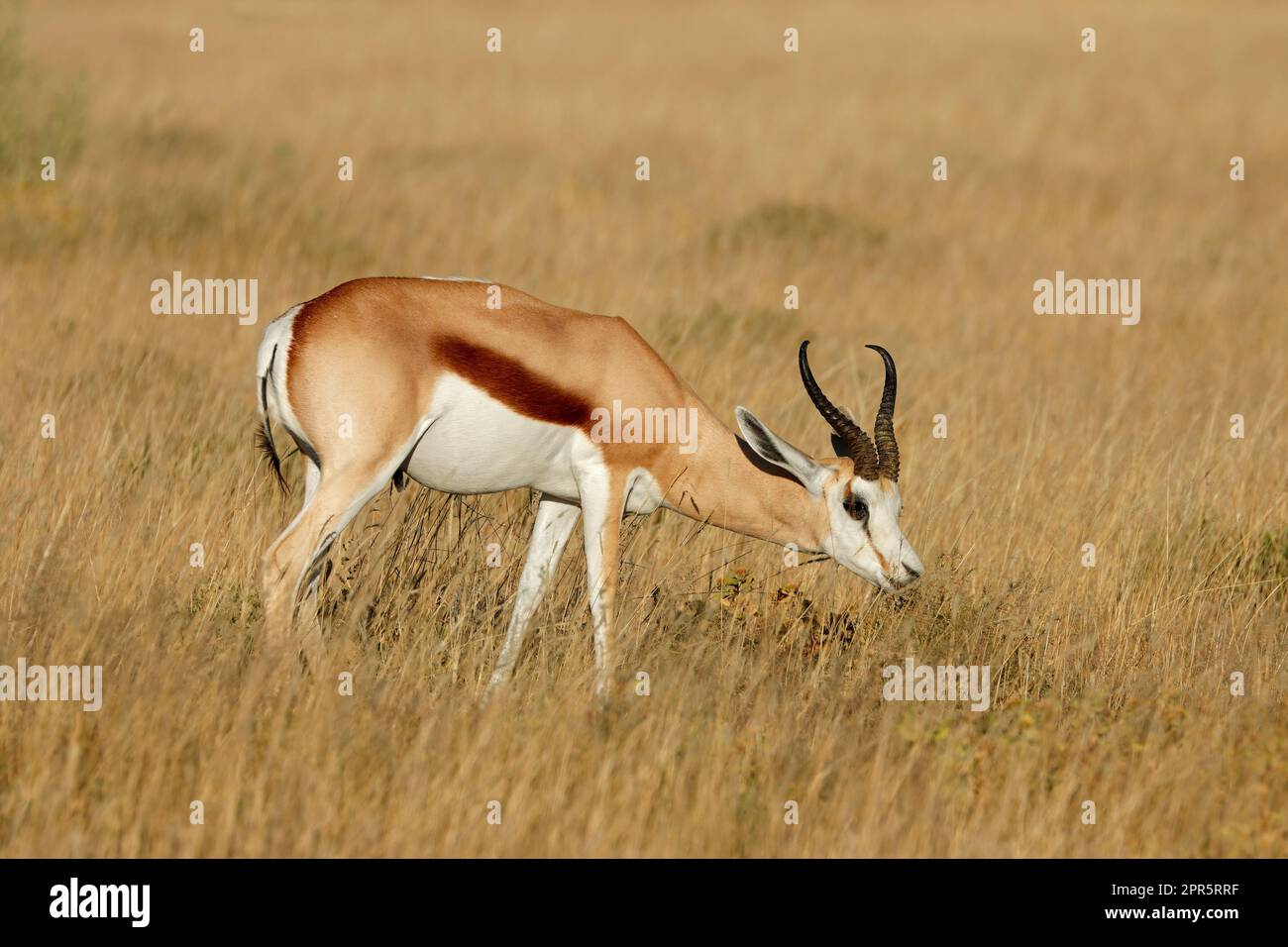 Springbok antidorcas marsupialis feeding hi-res stock photography and ...