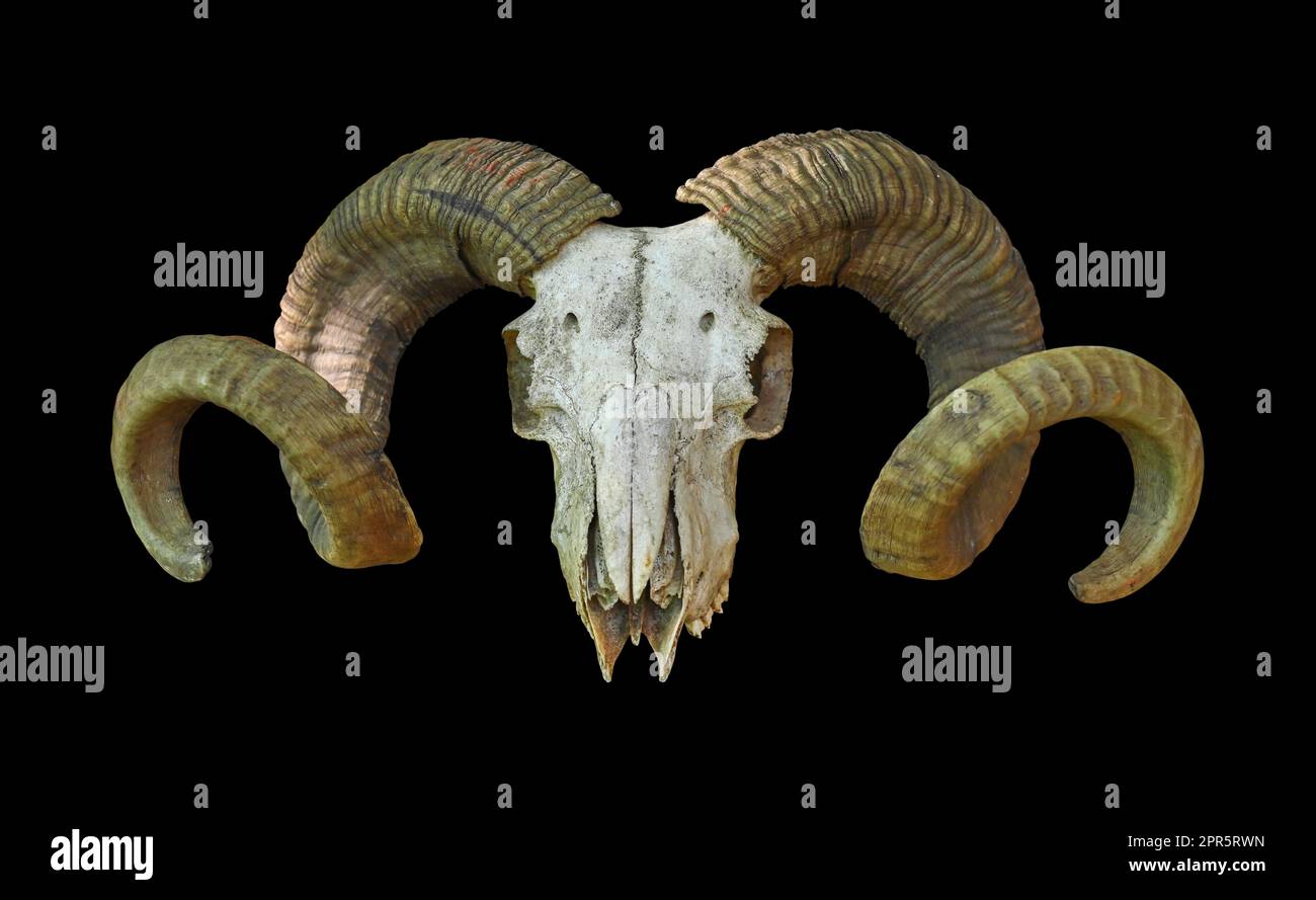 Ram skull hi-res stock photography and images - Alamy
