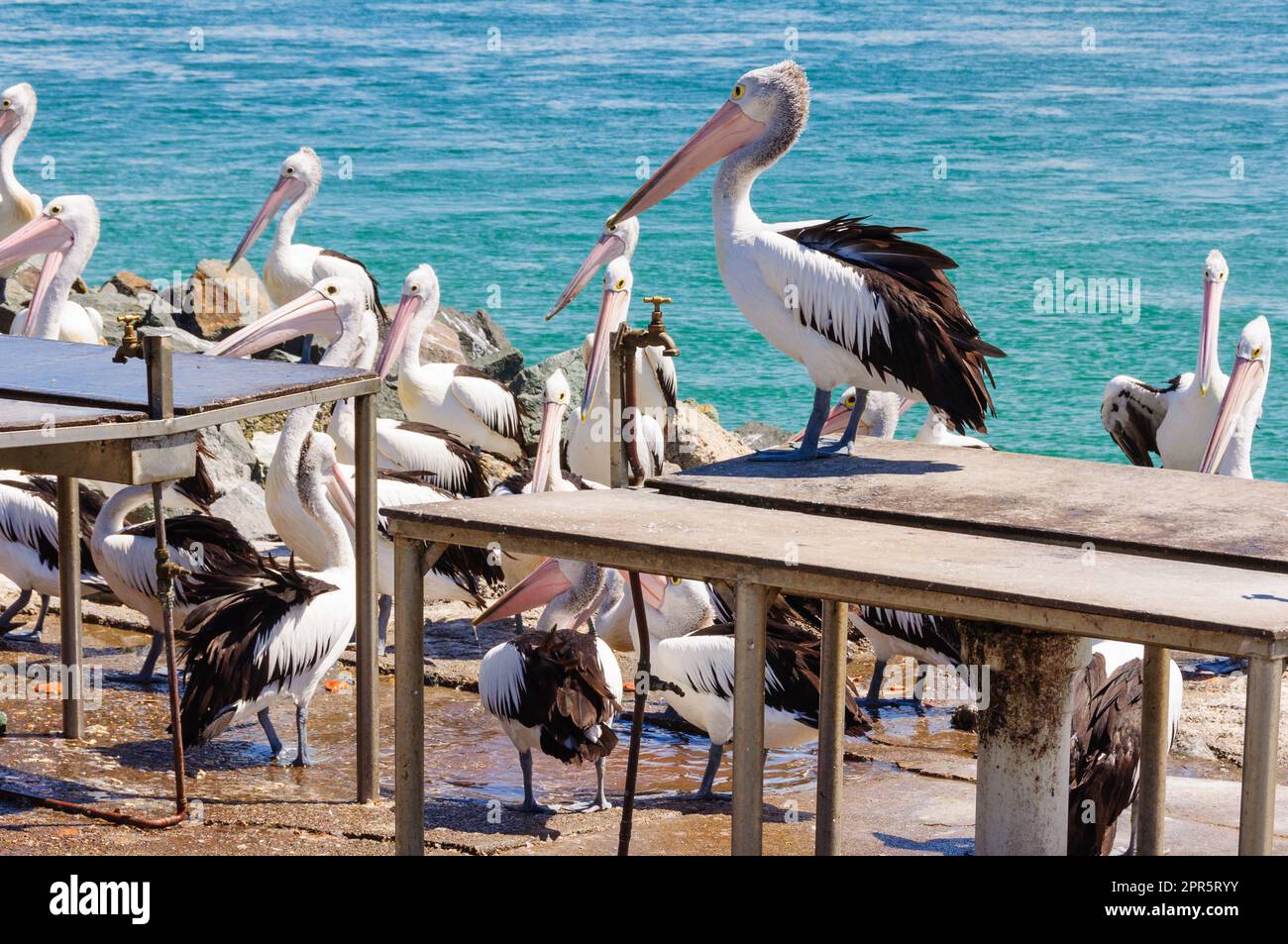 Pelicans hungry hi-res stock photography and images - Alamy