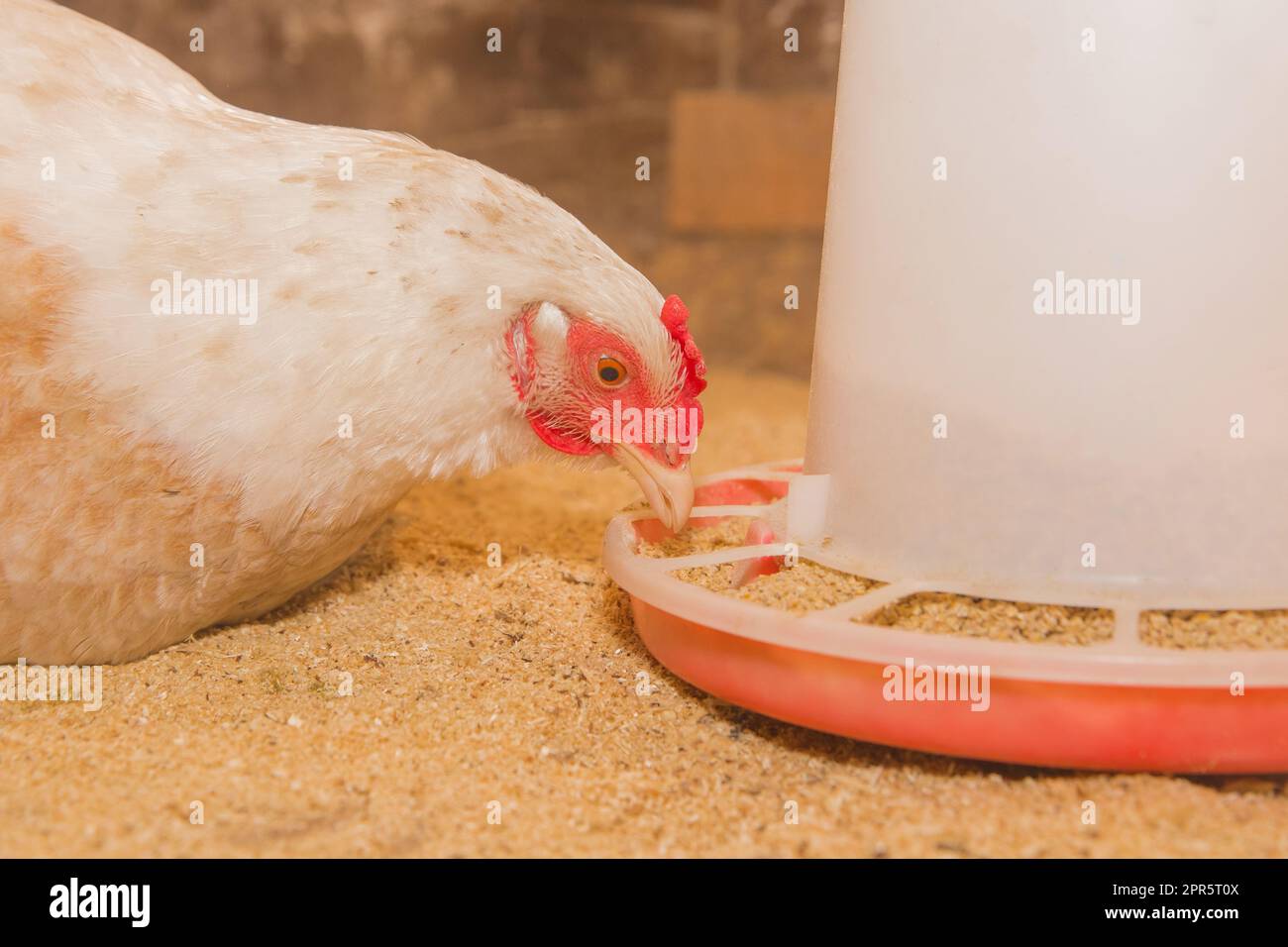 White domestic country chicken close-up hen pecking at grains at feeder ...