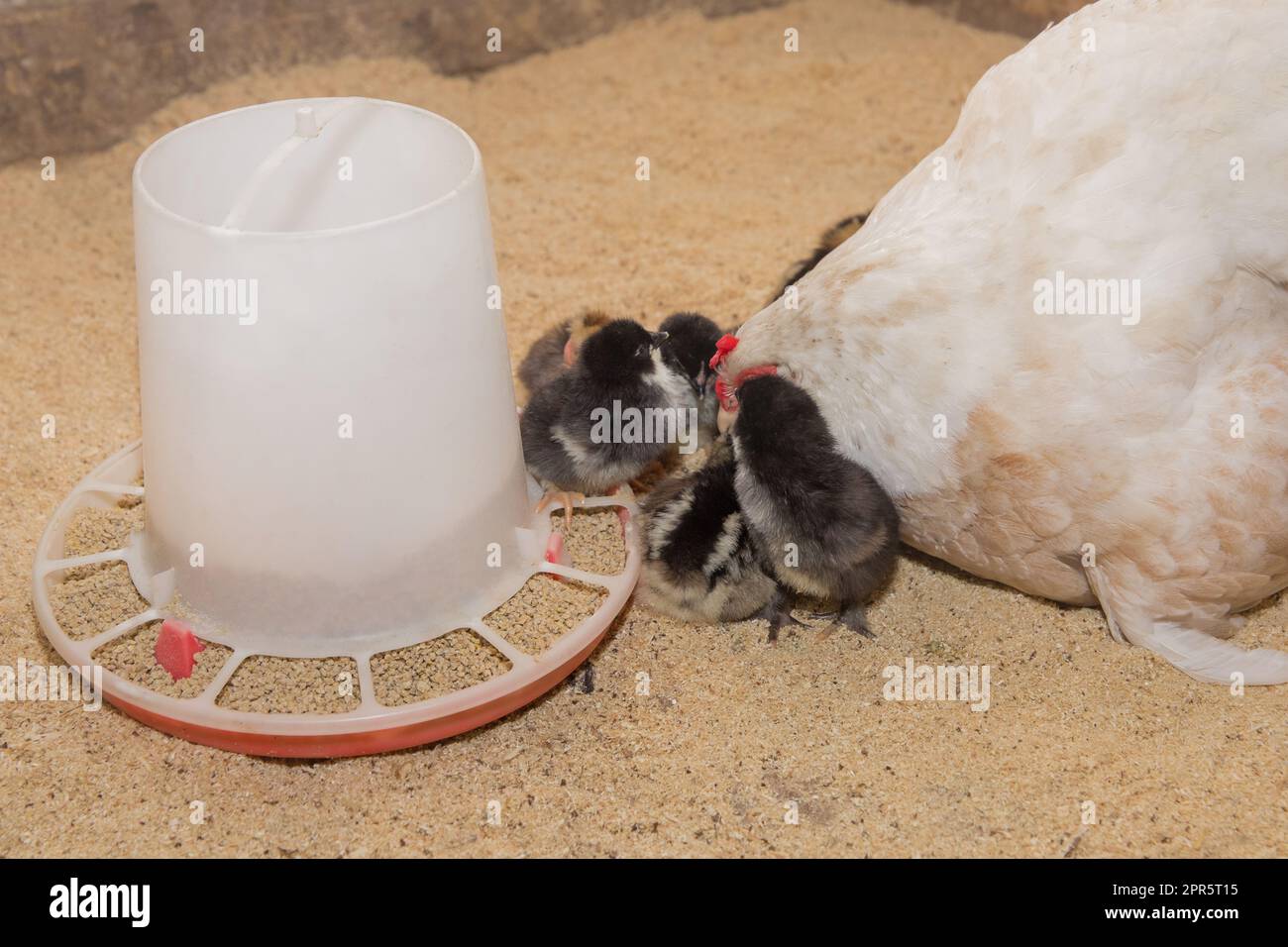 White domestic country chicken close-up hen and dark small chickens ...