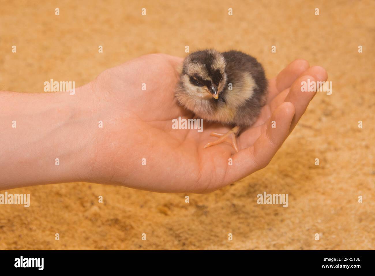 Child close bird hi-res stock photography and images - Alamy