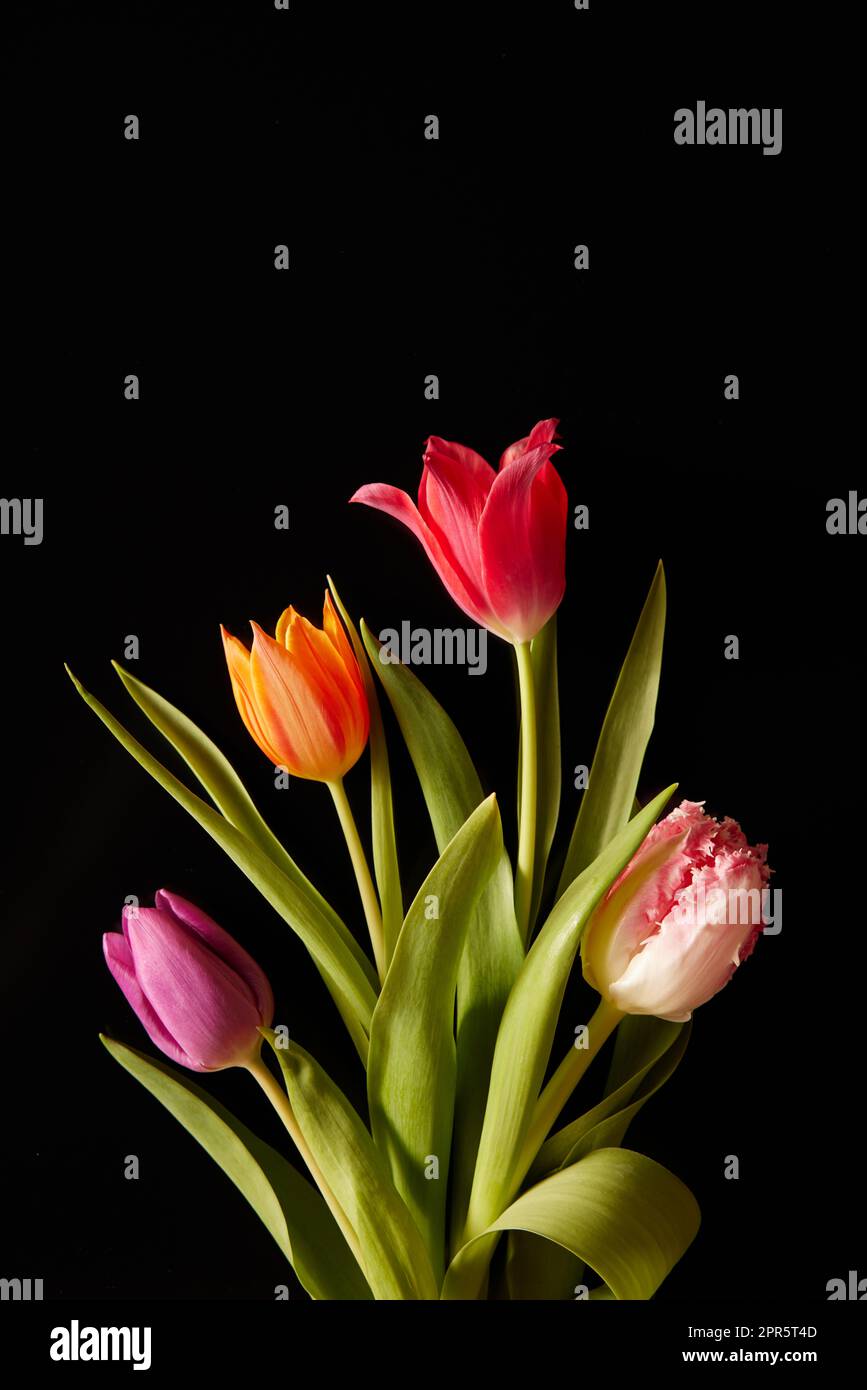 Tulips occasion hi-res stock photography and images - Alamy