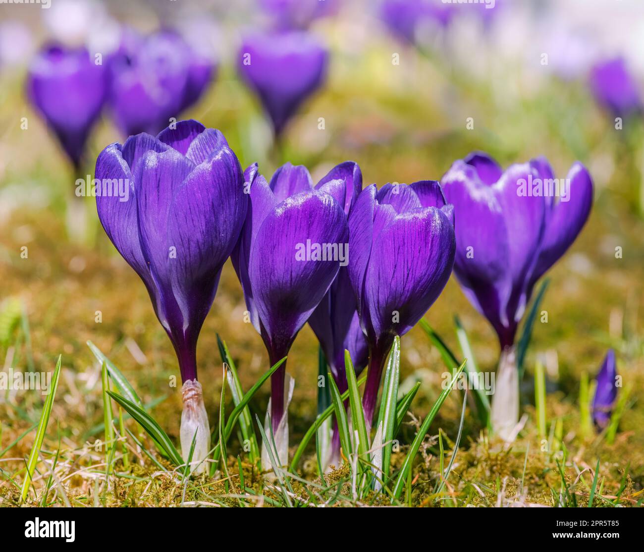 Purple flowers meadow hi-res stock photography and images - Alamy