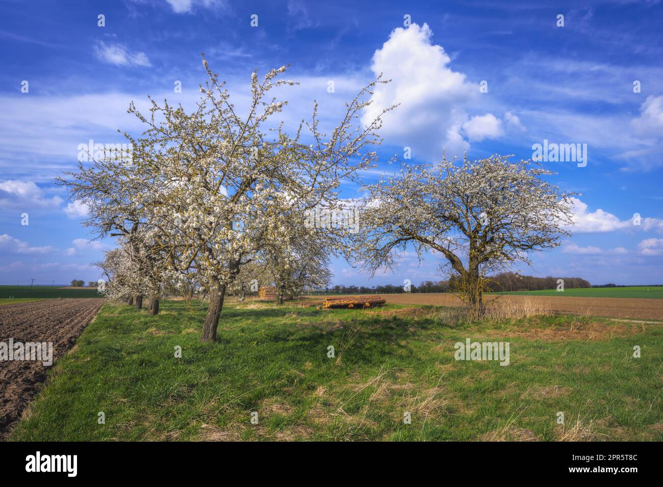 Meadow with a flowering fruit tree Stock Photo - Alamy