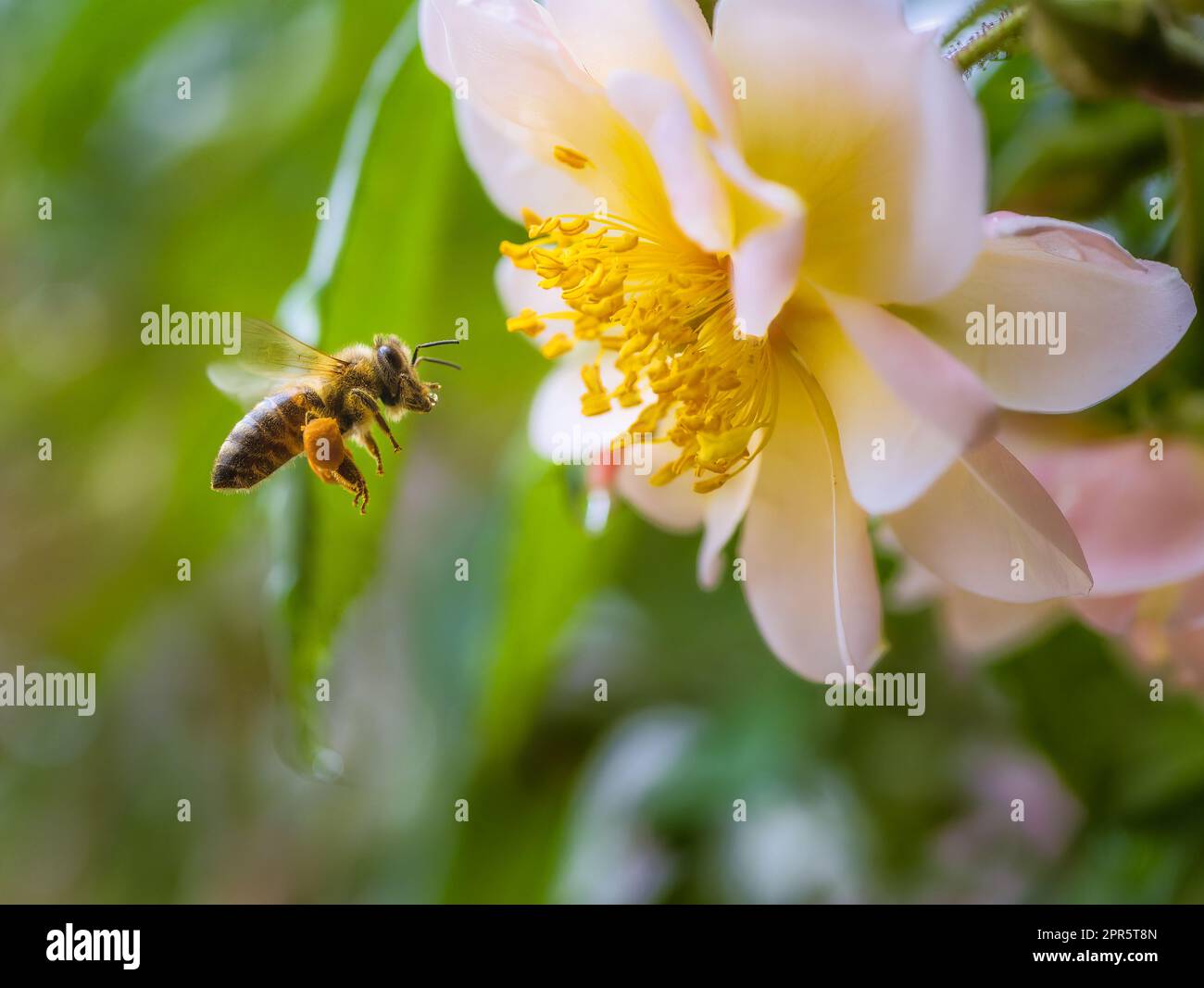 Rose bee insect hi-res stock photography and images - Alamy
